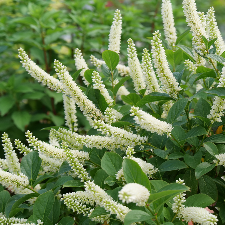 Fizzy Mizzy™ Sweetspire | Proven Winners – Great Garden Plants