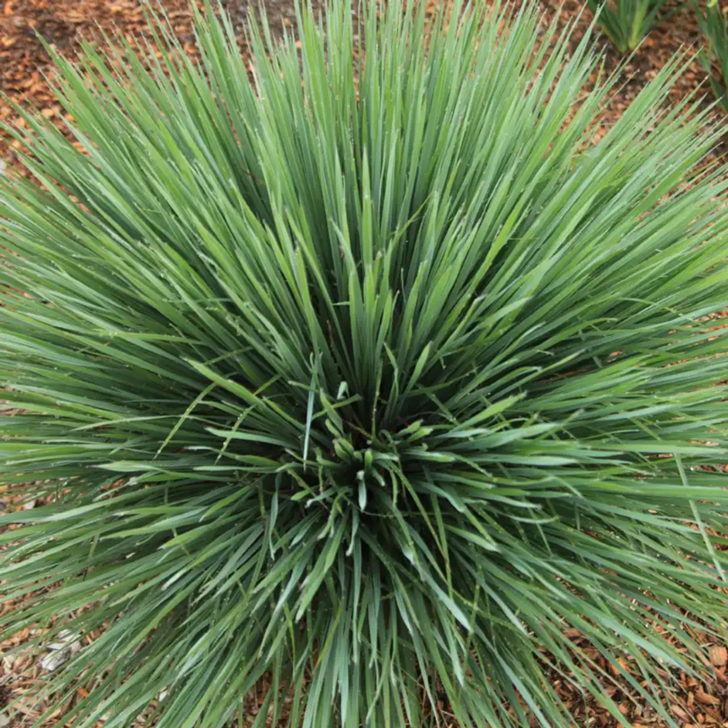 Free Spirit® Exclamation Point® Little Bluestem (Schizachyrium) – Great ...