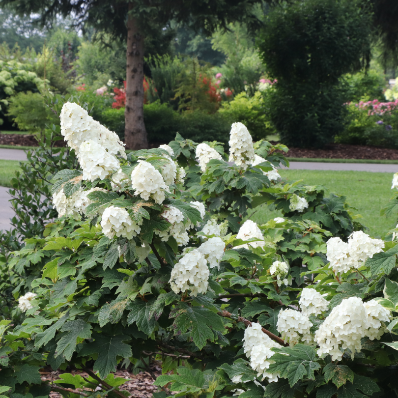 Gatsby Glow Ball™ Oakleaf Hydrangea | Proven Winners – Great Garden Plants