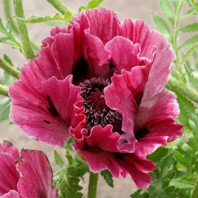 'Harlem' Oriental Poppy (Papaver) | Perennials – Great Garden Plants