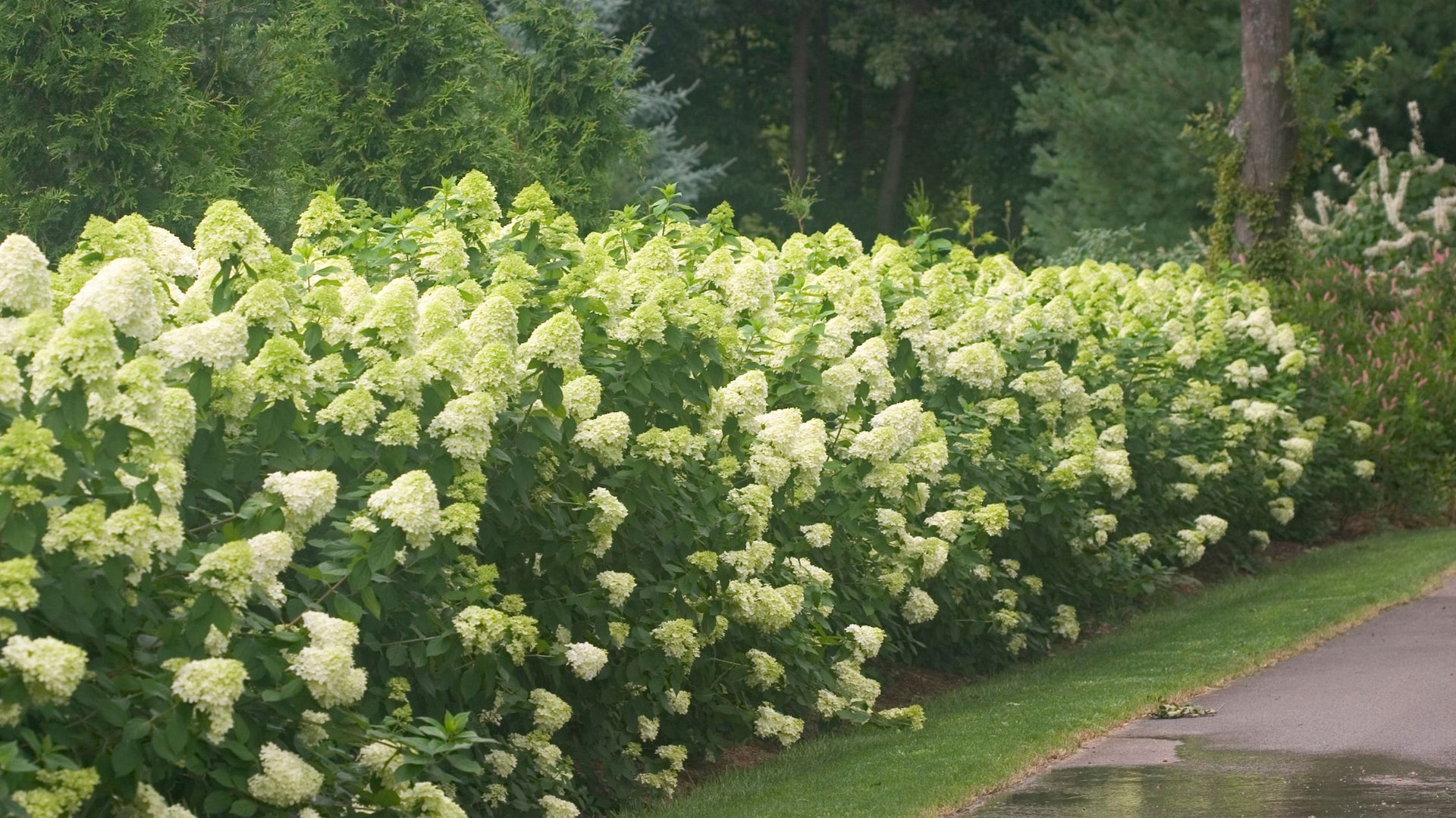 Hedges And Privacy Shrubs And Trees Great Garden Plants Page 2