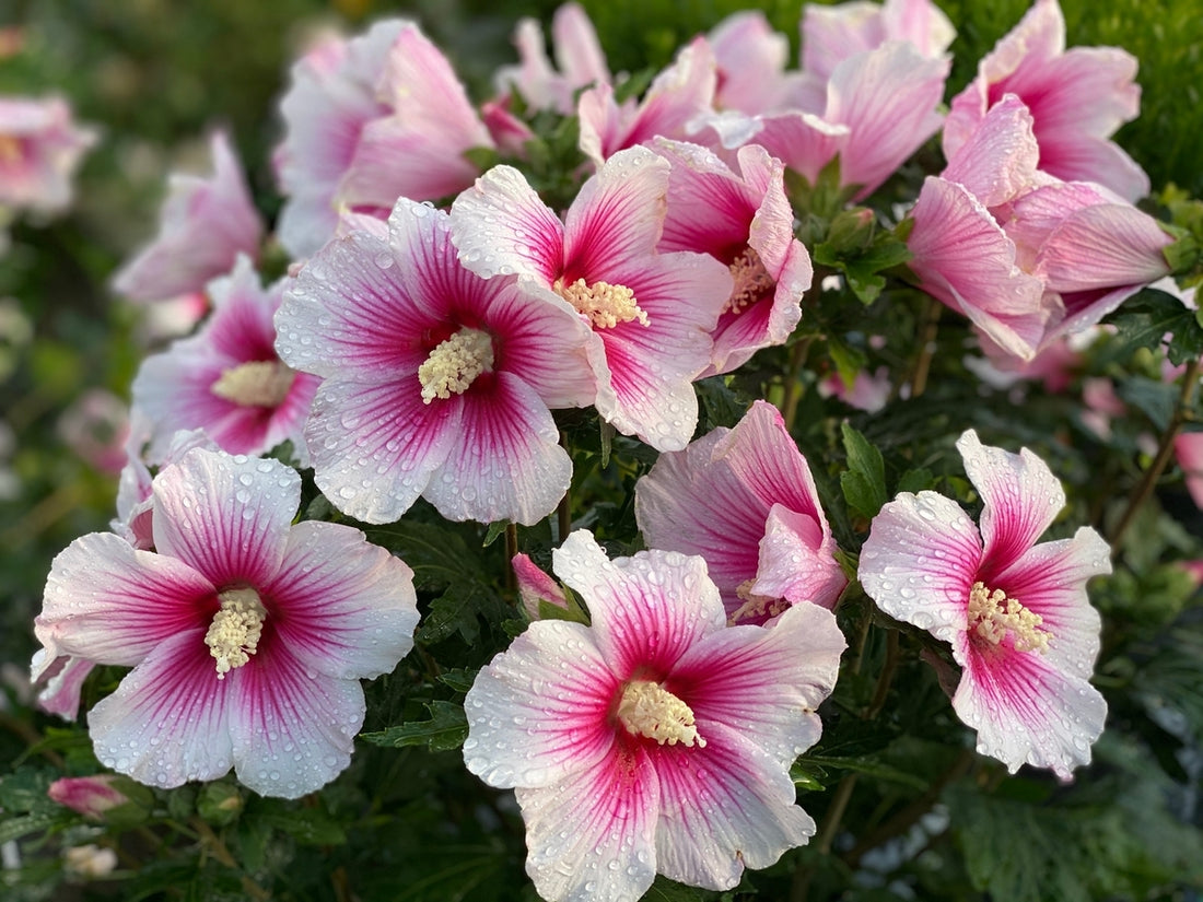 Sugar Tip® Rose of Sharon | Proven Winners – Great Garden Plants
