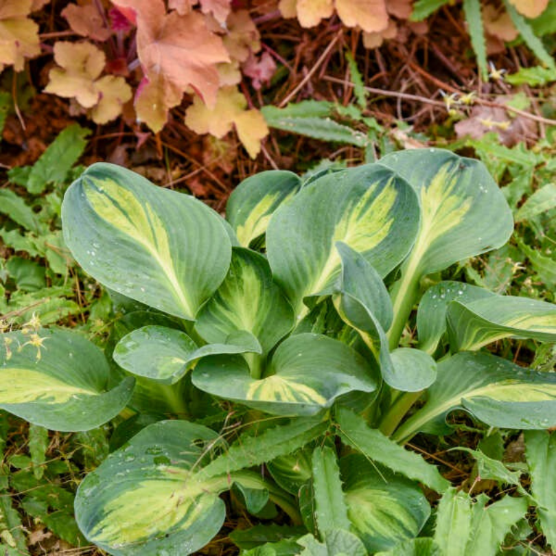 'Mouseketeer' Hosta | Perennials – Great Garden Plants
