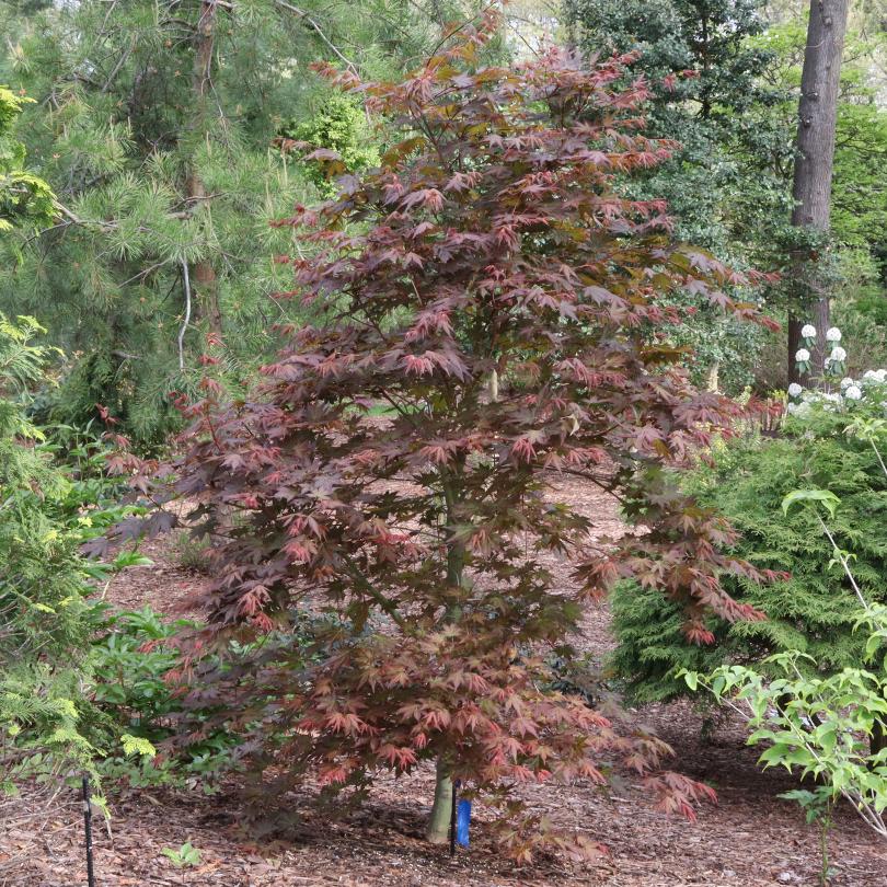 Hot Chana® Japanese Maple (Acer) | Proven Winners – Great Garden Plants