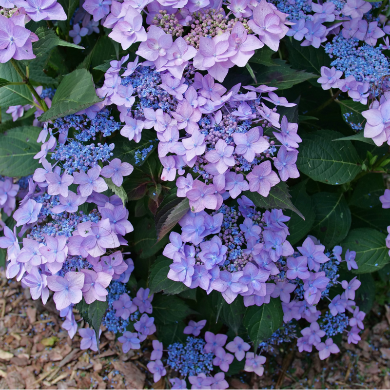 Let's Dance Can Do!® Bigleaf Hydrangea | Proven Winners – Great Garden ...