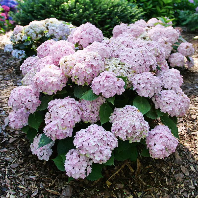 Wee Bit Innocent™ Bigleaf Hydrangea | Proven Winners – Great Garden Plants