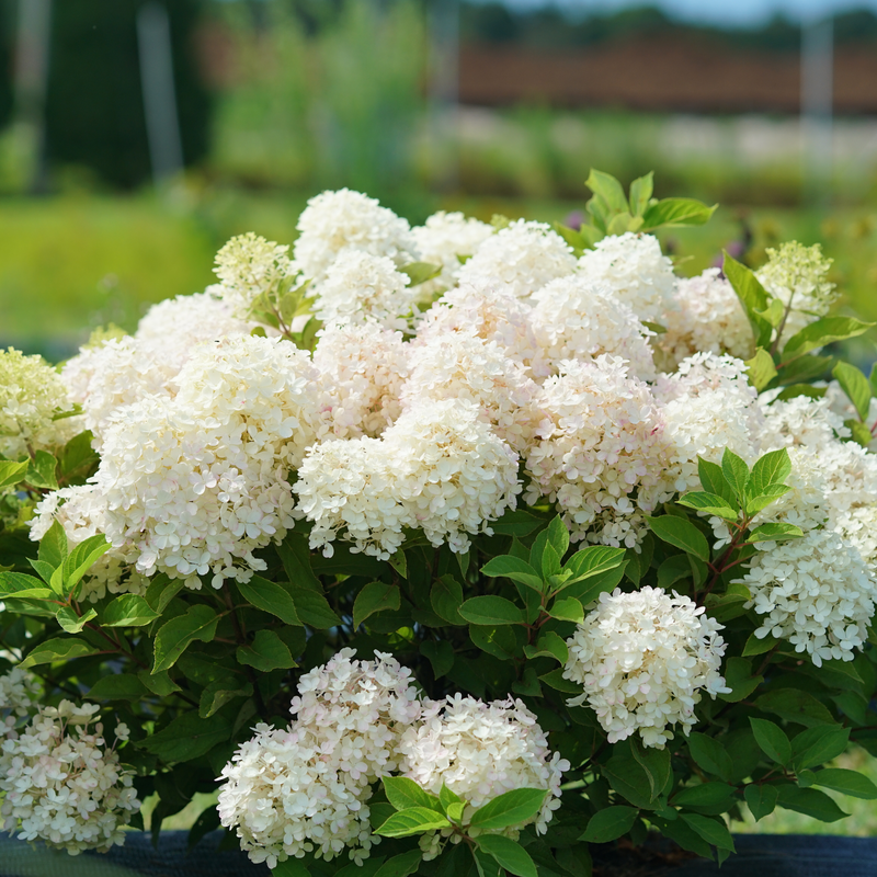 Fire Light Tidbit® Panicle Hydrangea For Sale | Proven Winners – Great ...