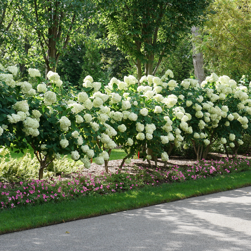 Limelight Hydrangea Shrub