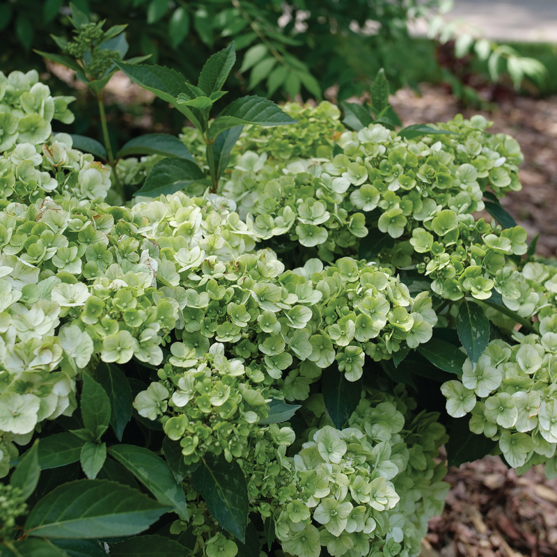 Fairytrail™ Green Cascade Hydrangea | Proven Winners – Great Garden Plants