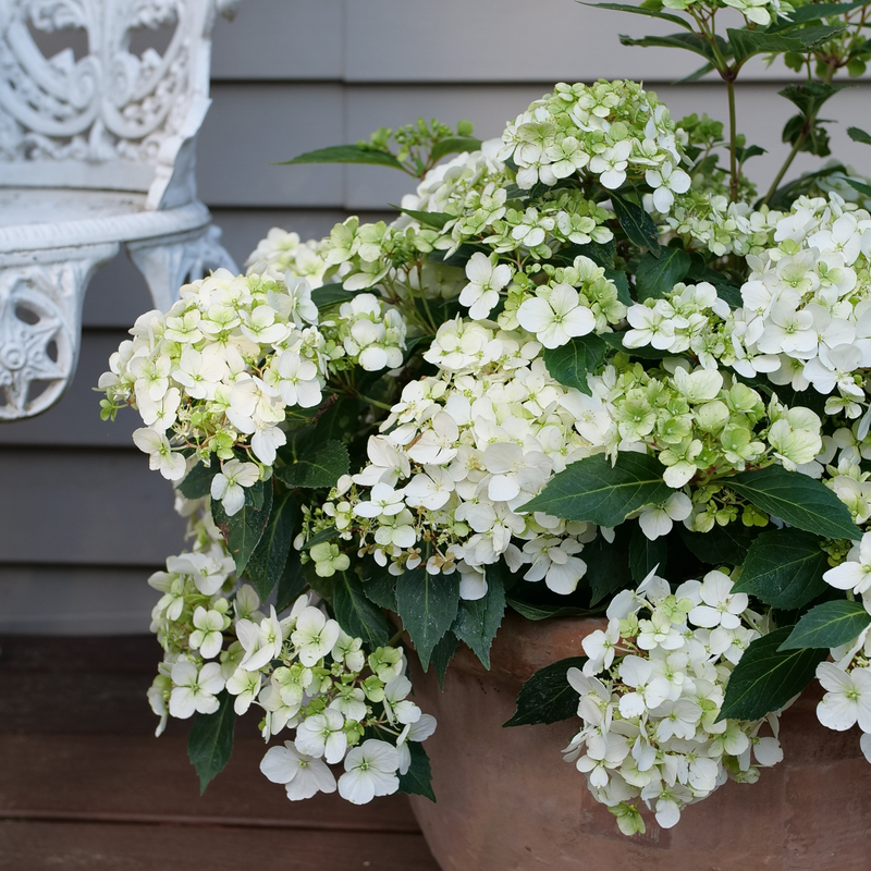 Fairytrail™ White Cascade Hydrangea | Proven Winners – Great Garden Plants