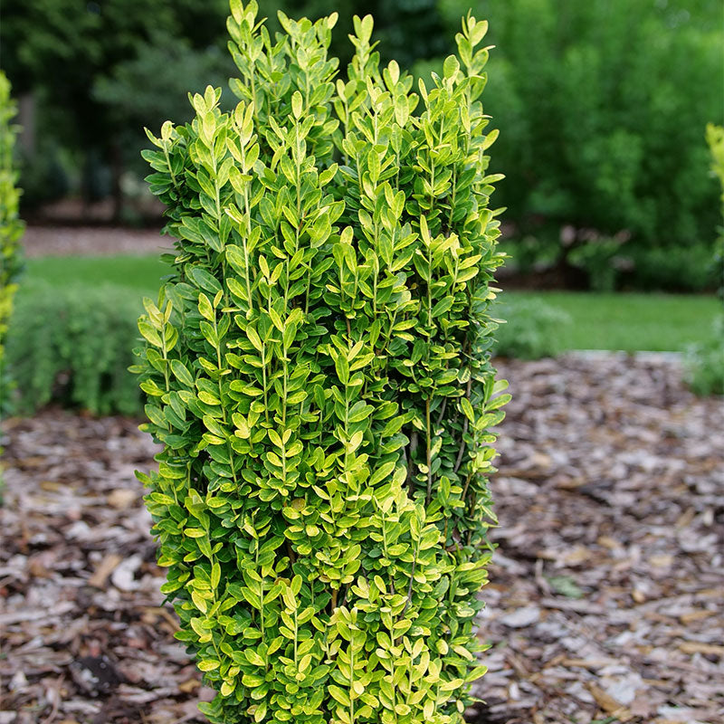 Glow Stick® Japanese Holly For Sale | Proven Winners – Great Garden Plants