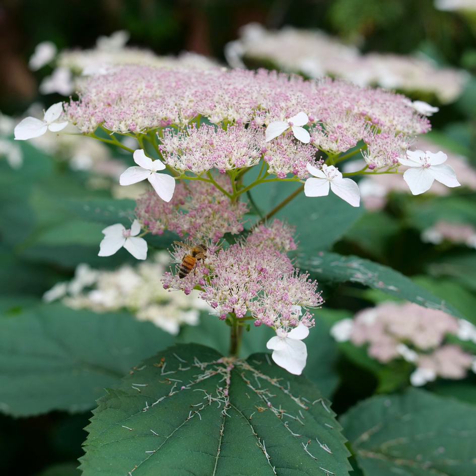 Invincibelle Lace™ Smooth Hydrangea For Sale | Proven Winners – Great ...