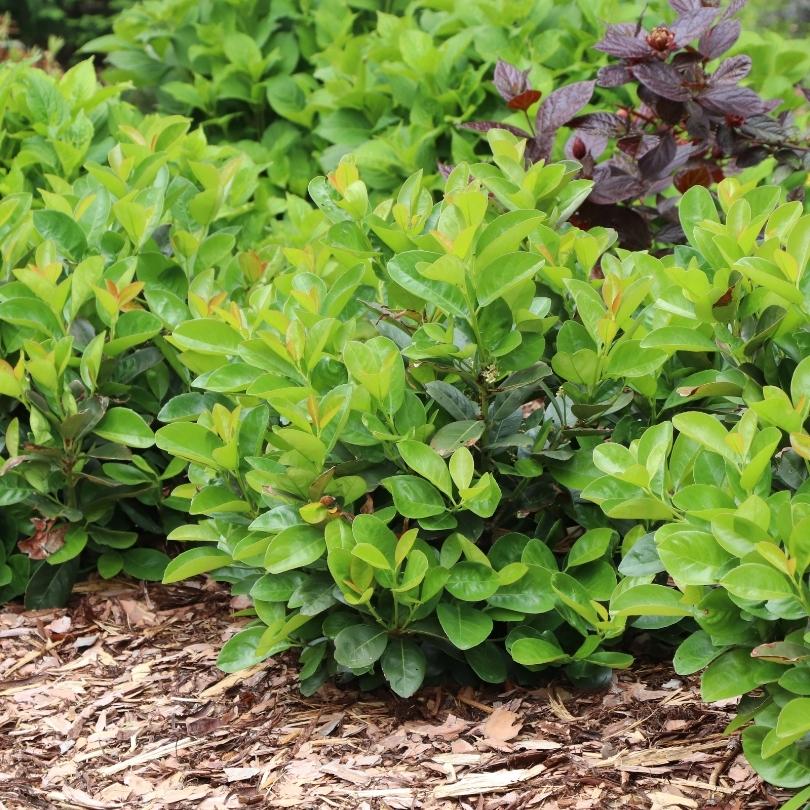 Jade Turtle™ Cherry Laurel (Prunus) | Proven Winners – Great Garden Plants