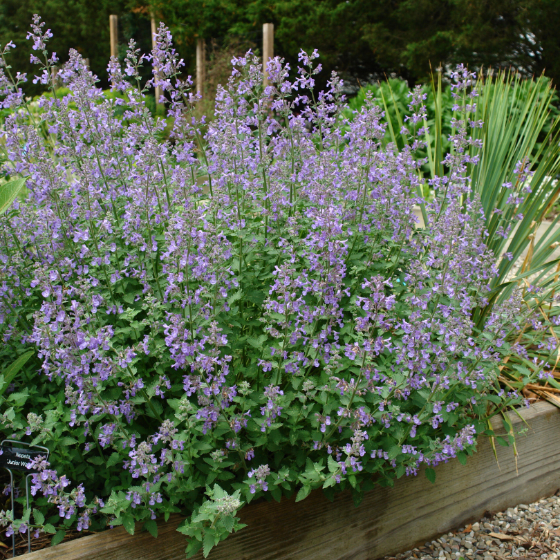 Junior Walker™ Catmint (Nepeta) | Perennials – Great Garden Plants