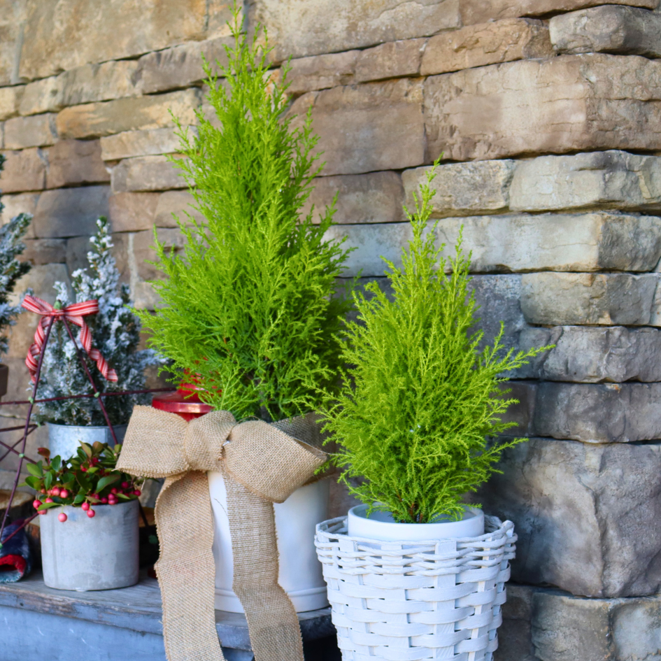 Lemon Cypress Holiday Tree | Living Christmas Trees – Great Garden Plants