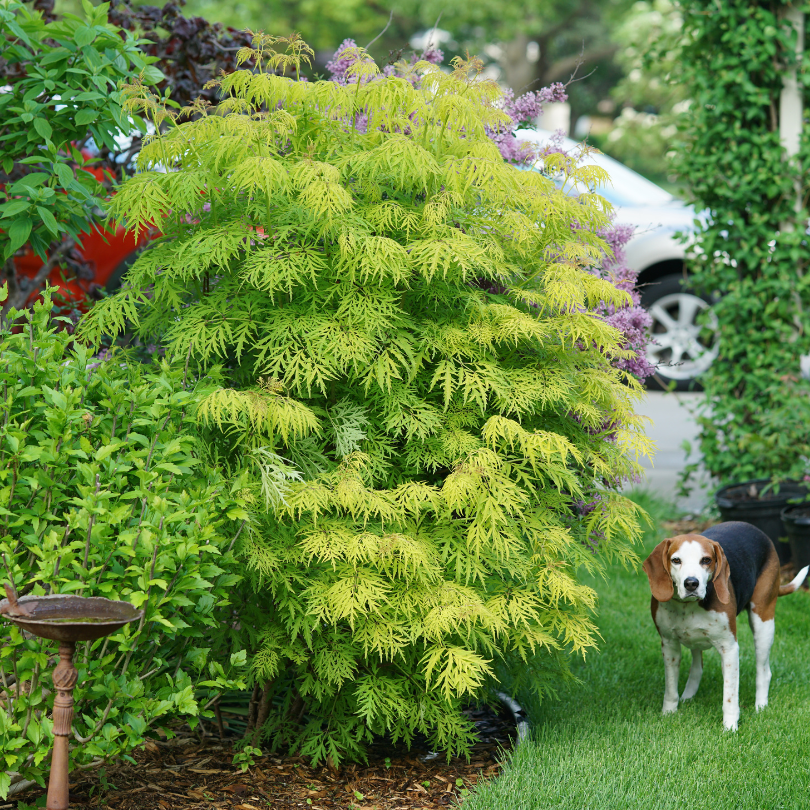 Lemony Lace Elderberry Lemony Lace Elderberry Shrubs For Sale Online