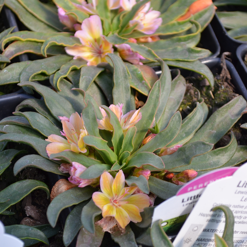 'Little Peach' Lewisia For Sale | Perennials – Great Garden Plants