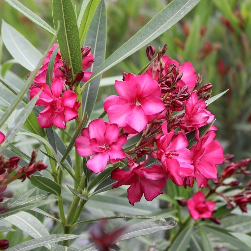 ¡OLÉ!™ Bicolor Red Oleander (Nerium) | Proven Winners – Great Garden Plants