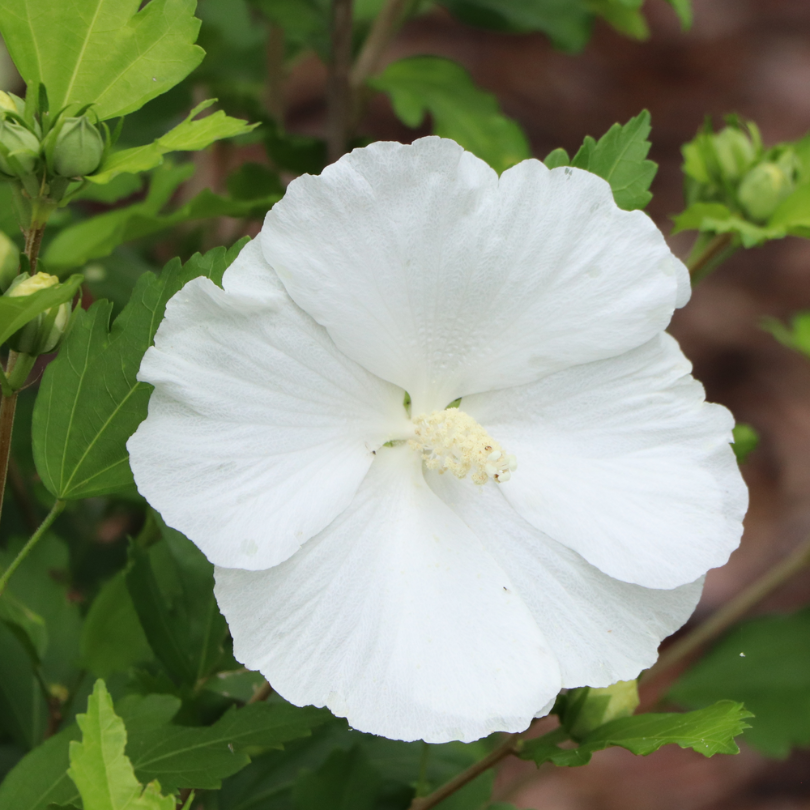 Paraplu® Pure White Rose of Sharon (Hibiscus) – Plantes de jardin