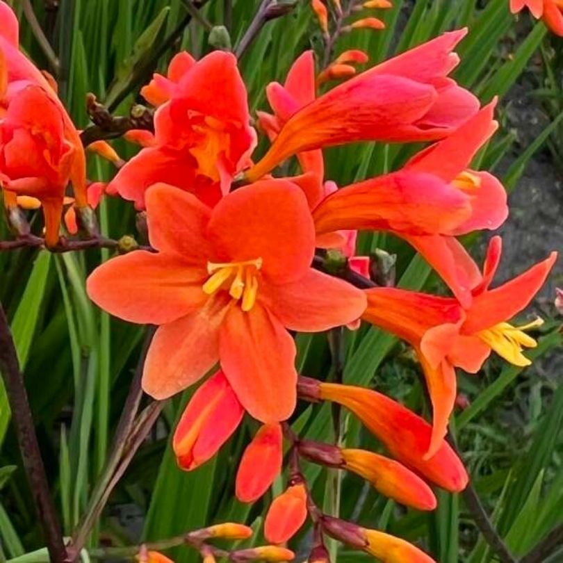 ‘Peach Melba’ Montbretia (Crocosmia) | Perennials – Great Garden Plants
