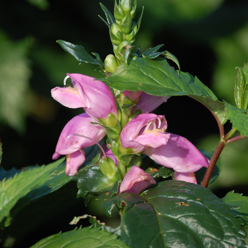'Hot Lips' Pink Turtlehead (Chelone) | Perennials – Great Garden Plants