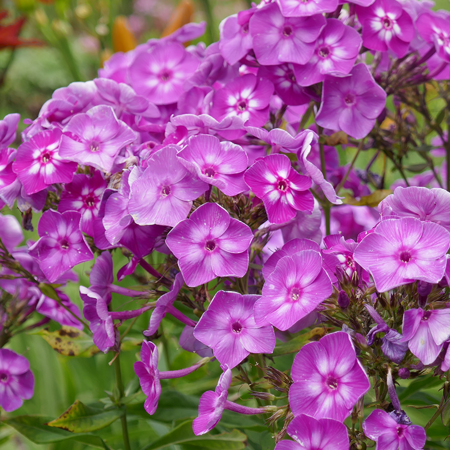 'Laura' Phlox For Sale | Perennials – Great Garden Plants