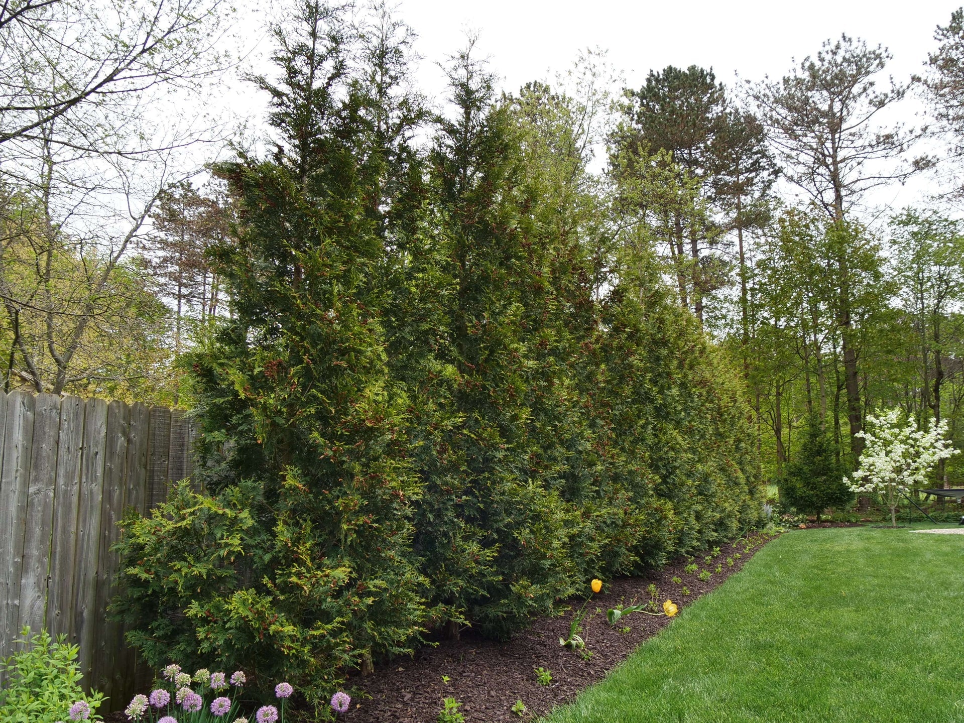 Plants for Privacy & Screening | Online Plant Nursery – Great Garden Plants