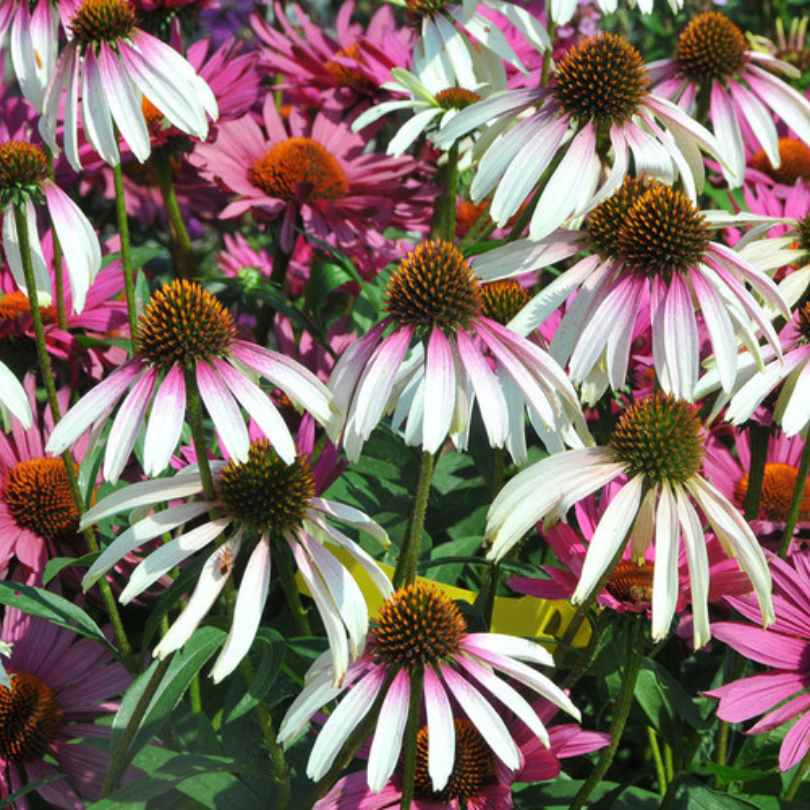 'Pretty Parasols' Coneflower (Echinacea) | Perennials – Great Garden Plants