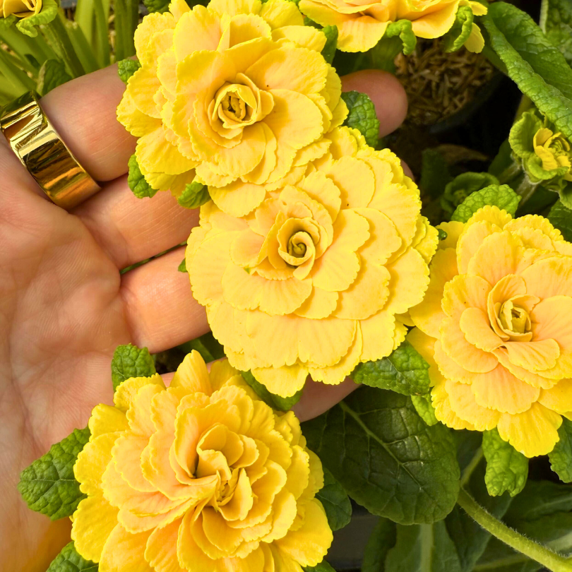 Prima Belarina® 'Spring Sun' Primrose | Perennials – Great Garden Plants