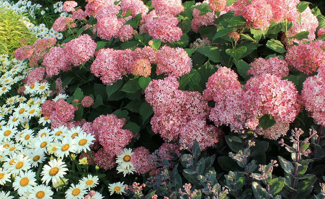 Proven Winners Plants For Sale | Online Plant Nursery – Page 2 – Great ...