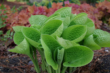 Shadowland® 'Lone Star' Hosta For Sale | Proven Winners – Great Garden ...