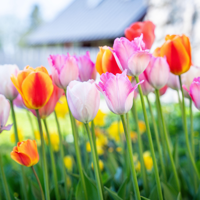 Rainbow Mix Tulip Bulbs For Sale – Great Garden Plants