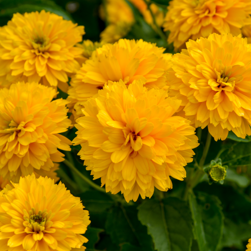 'Rays for Days' False Sunflower (Heliopsis) | Perennials – Great Garden ...