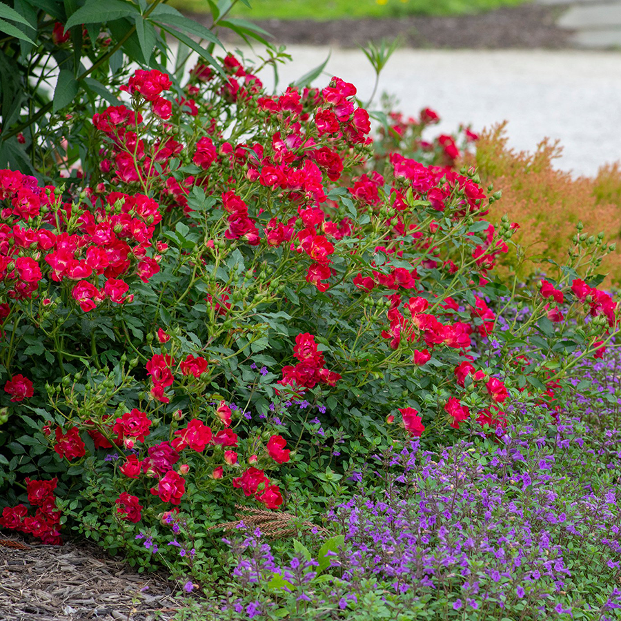 Red Drift® Rose For Sale | Shrubs & Trees – Great Garden Plants