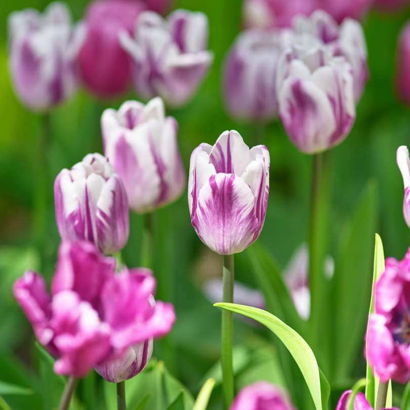 'Rem's Favorite' Triumph Tulip Bulbs for Sale – Great Garden Plants