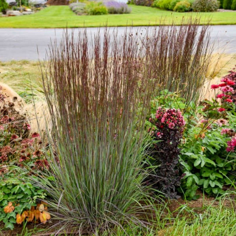 'Cinnamon Sticks' Little Bluestem (Schizachyrium) – Great Garden Plants