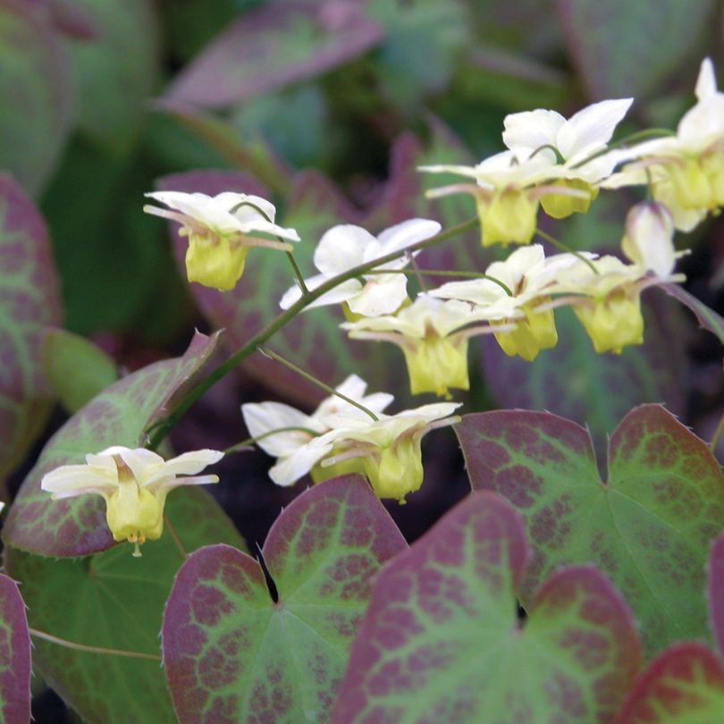 'Sulphureum' Barrenwort (Epimedium) | Perennials – Great Garden Plants