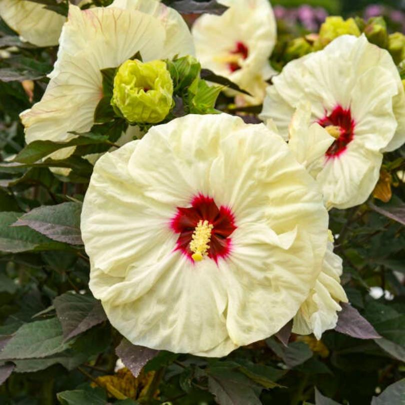Summerific® 'Coconut Cream' Perennial Hibiscus – Great Garden Plants