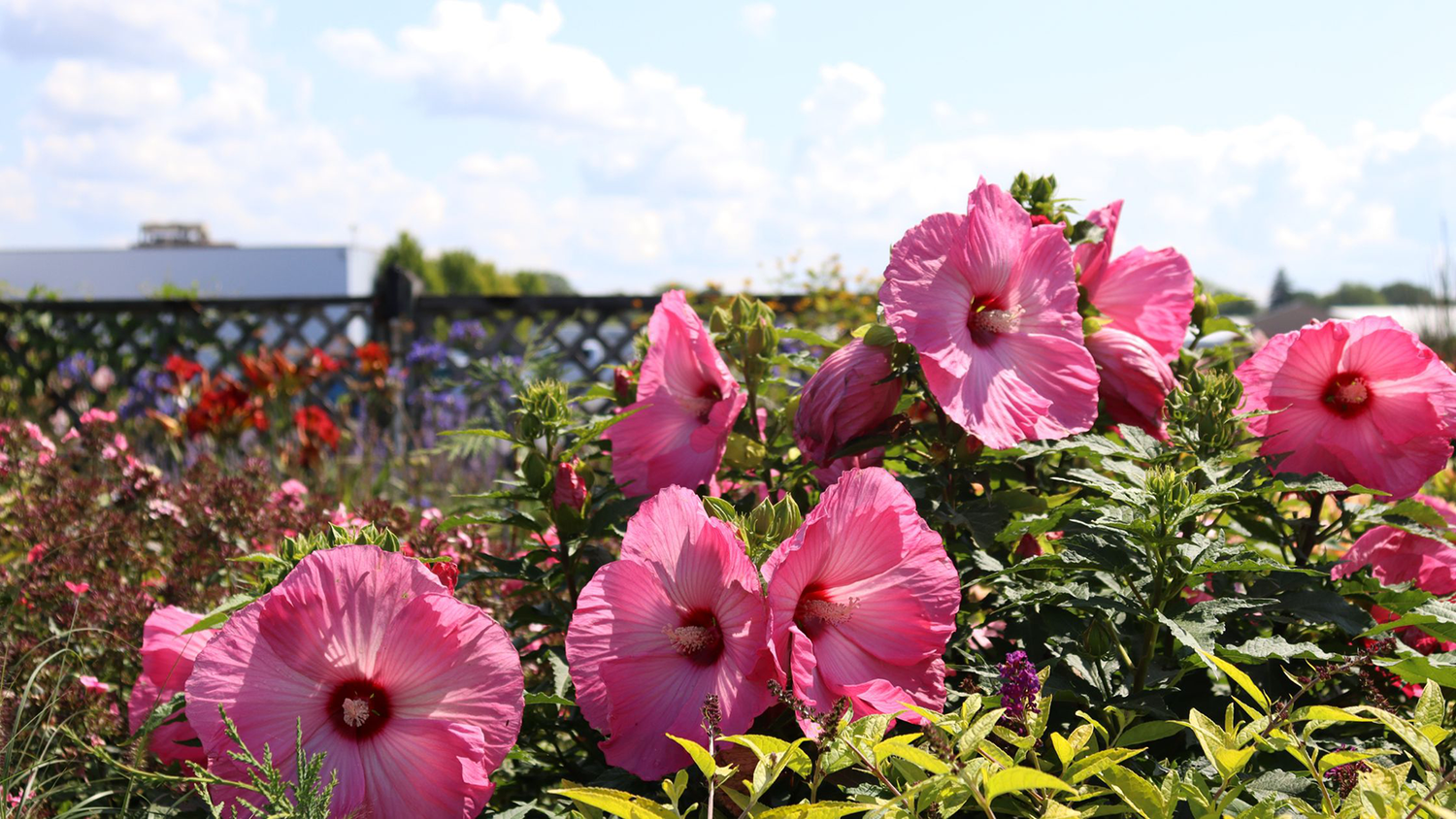 Midnight Sun™ Weigela | Proven Winners – Great Garden Plants