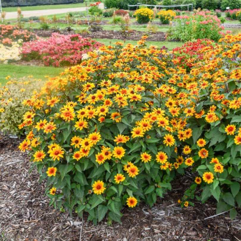 'Sundial' False Sunflower (Heliopsis) | Perennials – Great Garden Plants
