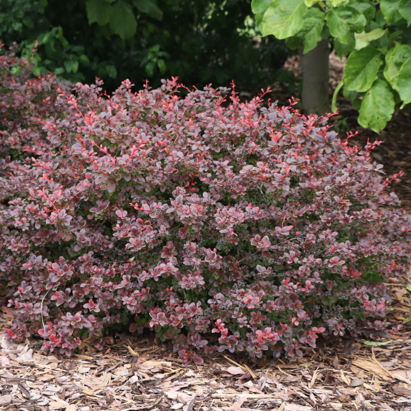 Sunjoy Really Red™ Barberry (Berberis) | Proven Winners – Great Garden ...