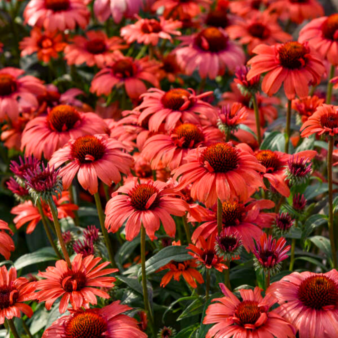Eye-Catcher® 'Tanager' Coneflower (Echinacea) – Great Garden Plants