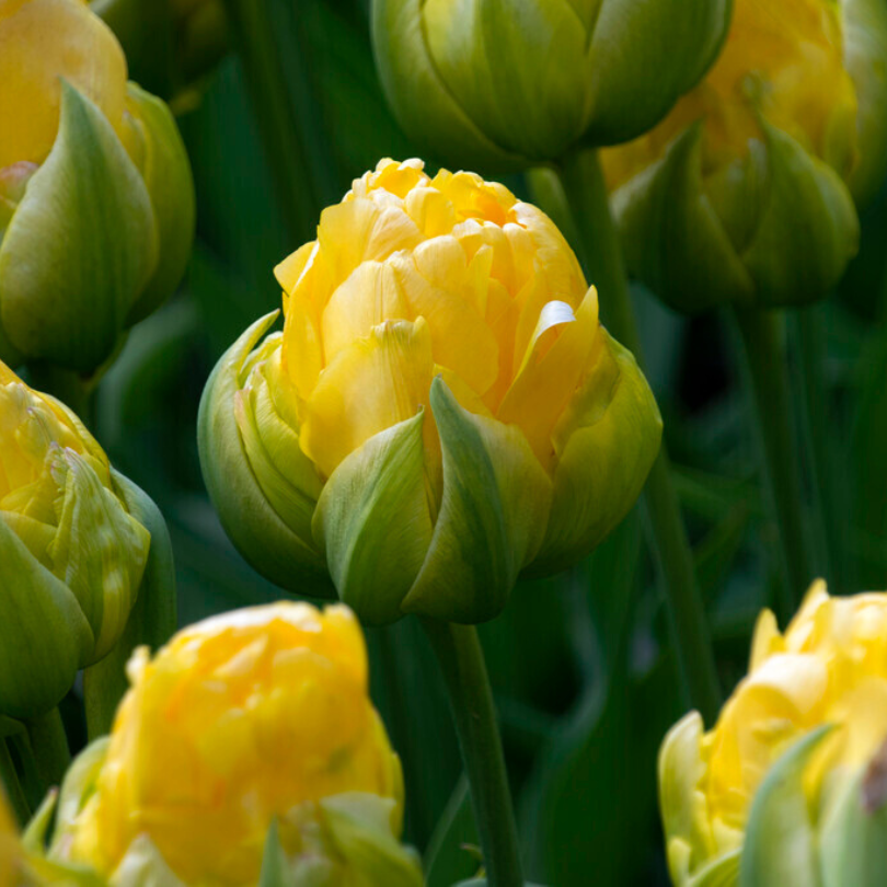 'Vanilla Coup' Double Peony Tulip Bulbs For Sale – Great Garden Plants