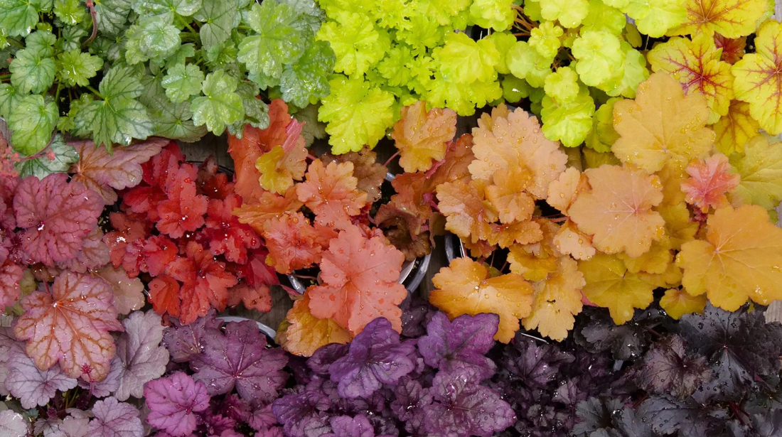 'Berry Smoothie' Coral Bells (Heuchera) | Perennials – Great Garden Plants