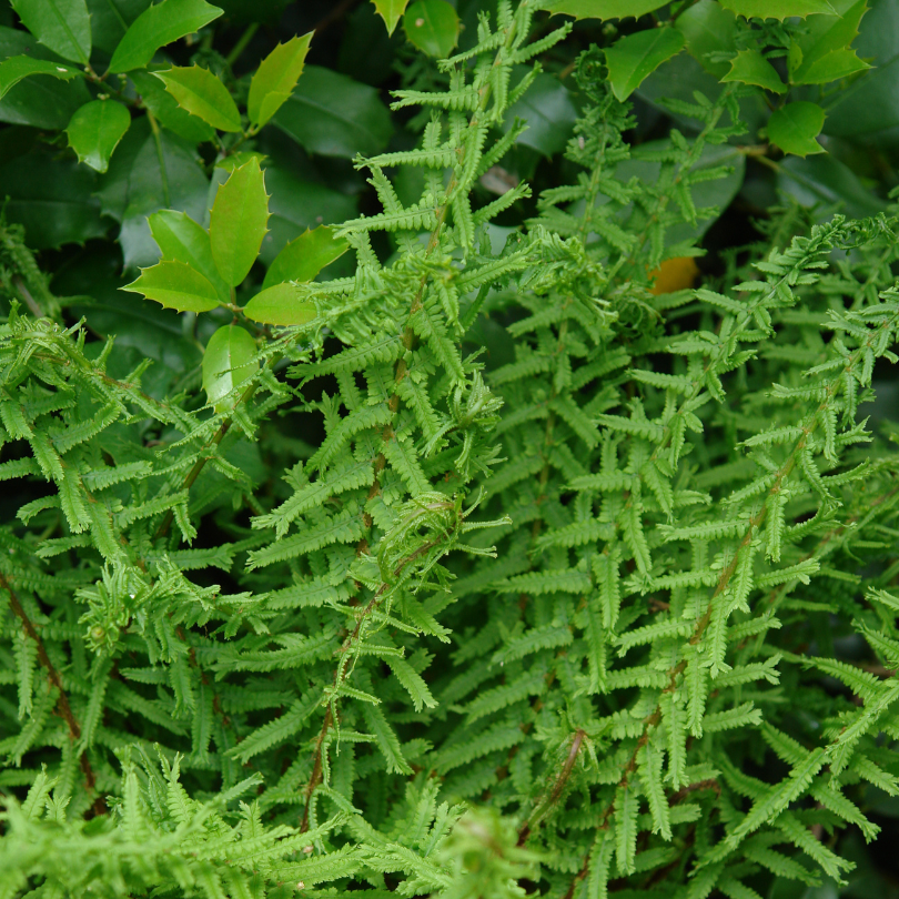 Victoria Lady Fern (Athyrium) | Perennials – Great Garden Plants