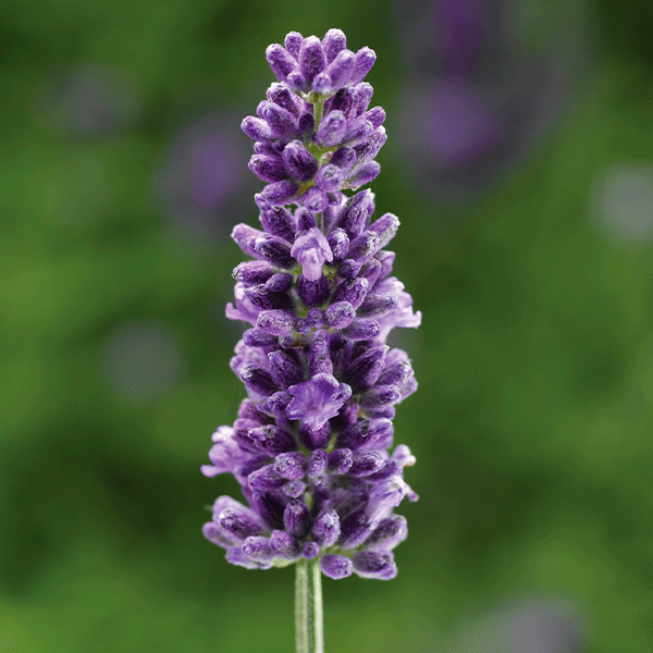 'Vintro Blue’ English Lavender | Perennials – Great Garden Plants