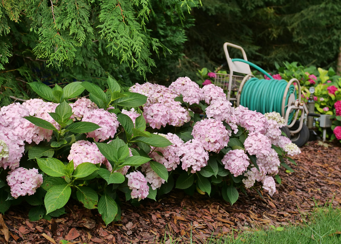 Fairytrail Fresco™ Cascade Hydrangea | Proven Winners – Great Garden Plants