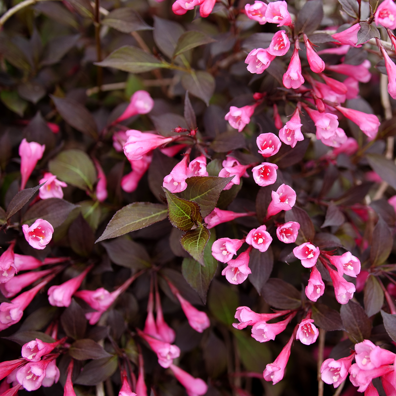 Very Fine Wine™ Weigela | Proven Winners – Great Garden Plants
