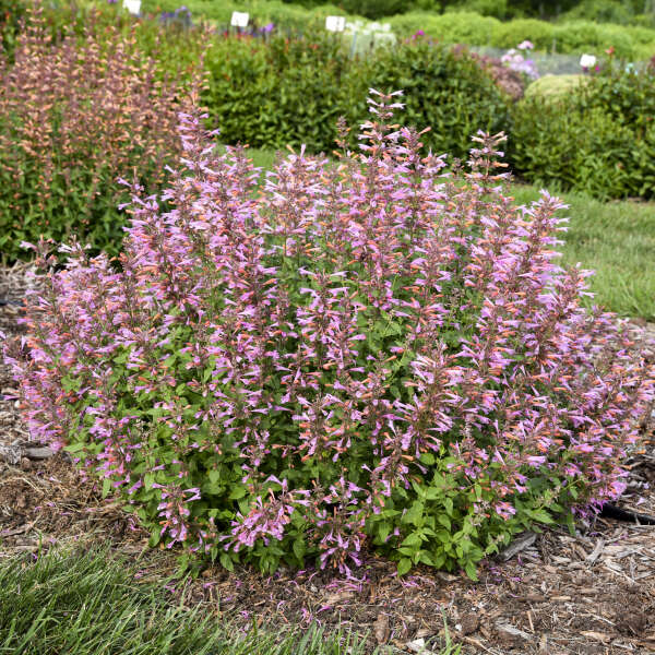 'Pinky Pie' Hummingbird Mint For Sale | Perennials – Great Garden Plants