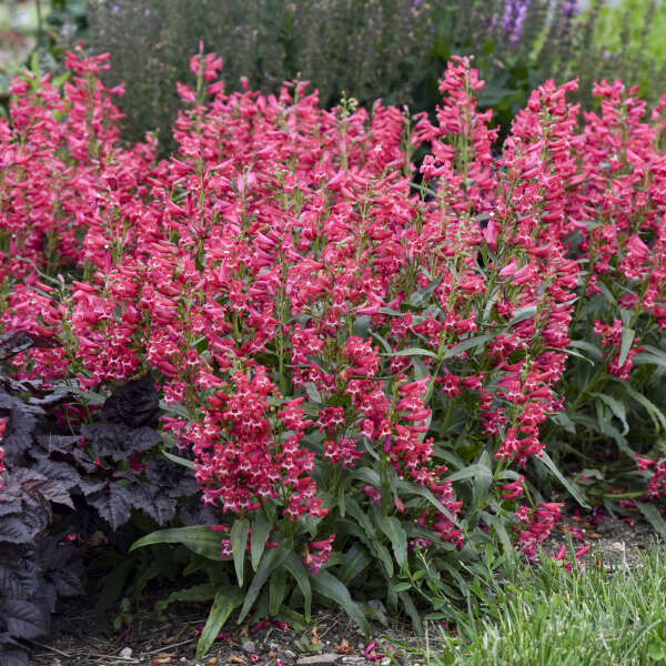 Bejeweled™ 'Rose Rhinestones' Beardtongue | Proven Winners – Great ...